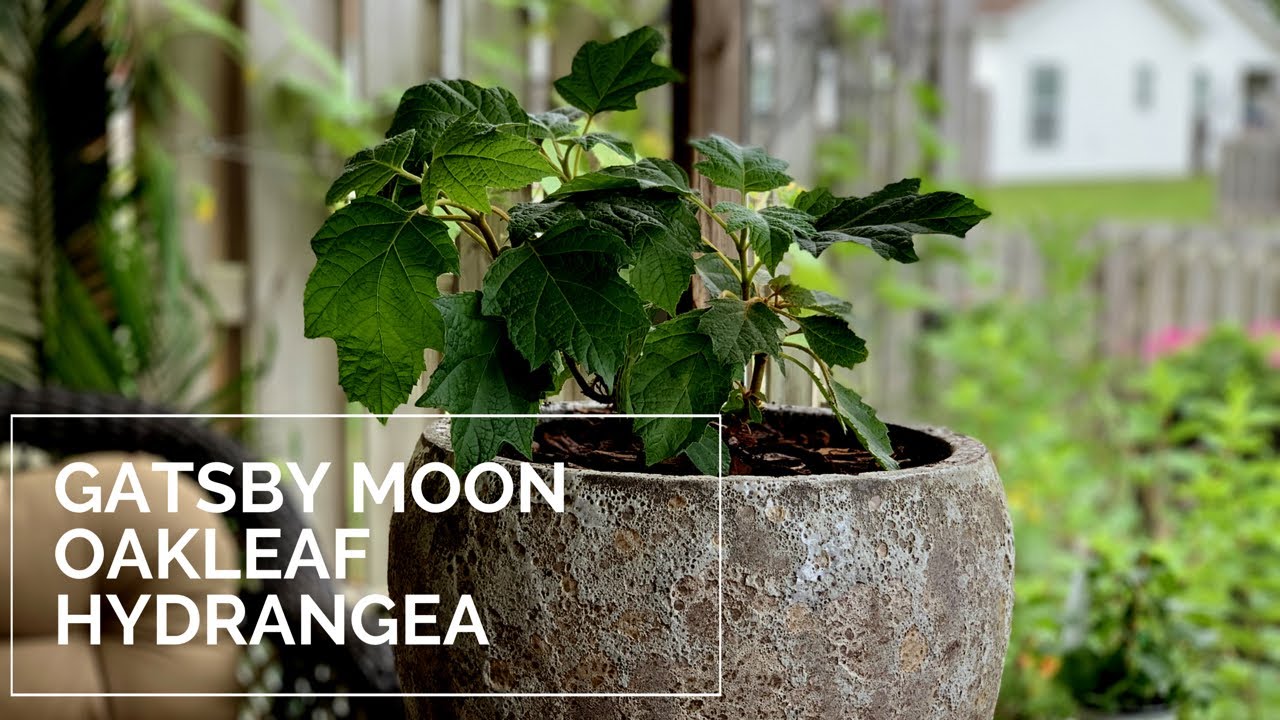 Gatsby Moon Oakleaf Hydrangea - YouTube