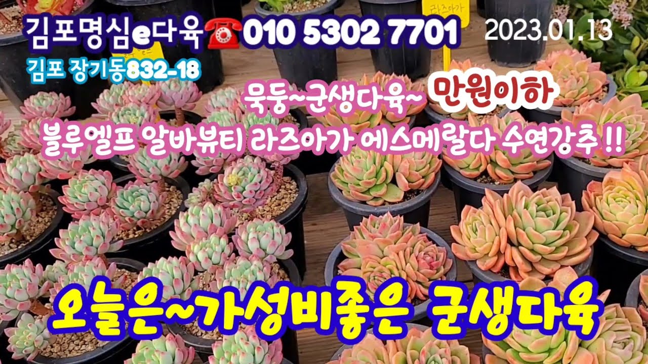 명심e다육 오늘은군생다육으로 착한가격에 준비했어요멋진빛감군생다육 득템하시는날~블루엘프 알바뷰티 라즈아가 에스메랄다 수연