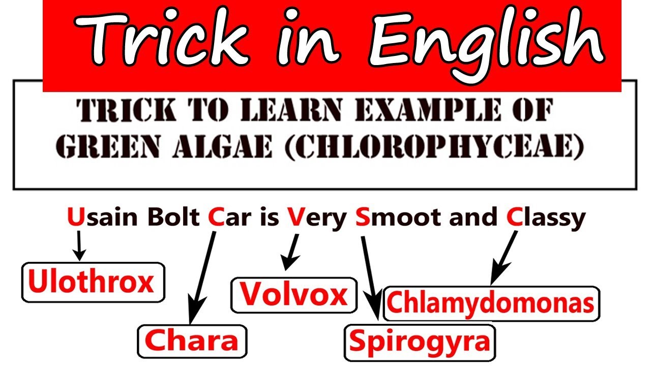 Trick To Learn Example Of Algae (Green) in English (Chlorophyceae ...