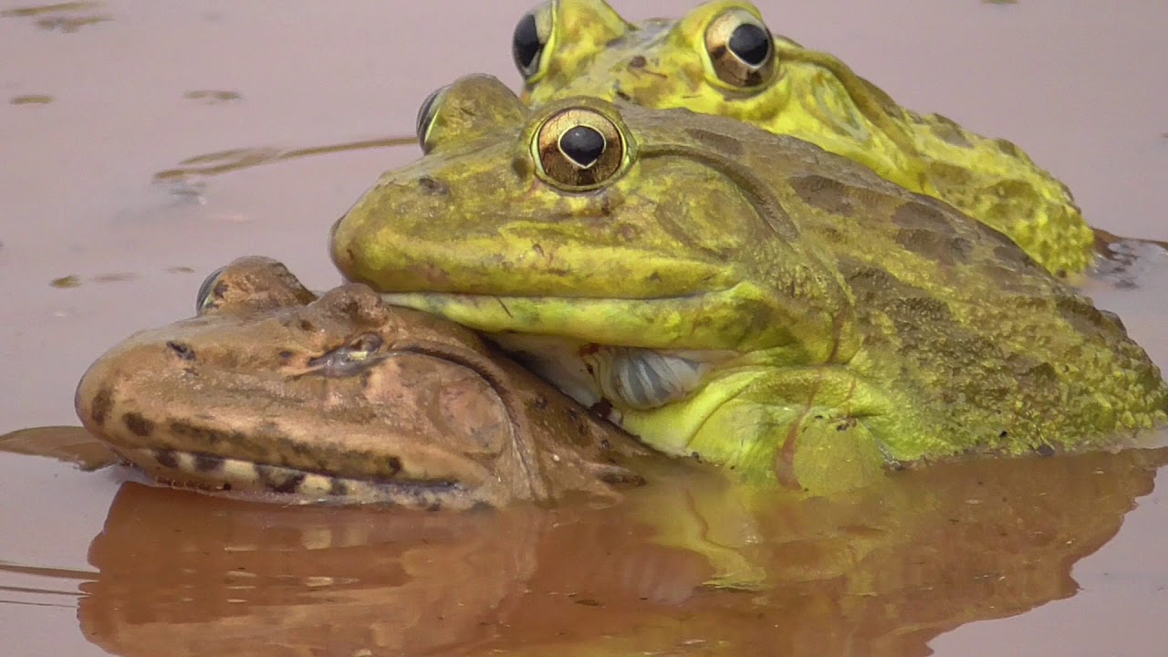 Indian Bull Frogs - YouTube