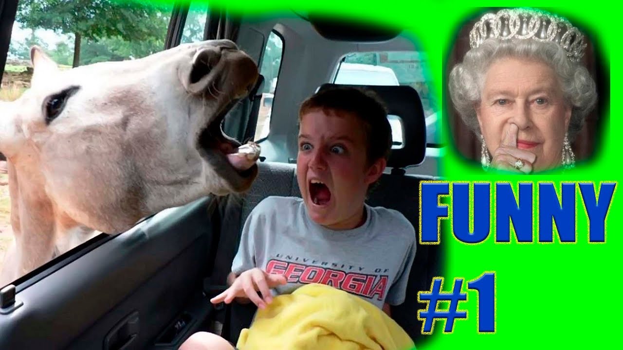 #1 FUNNIEST VIDEO | USA | 2019 - YouTube