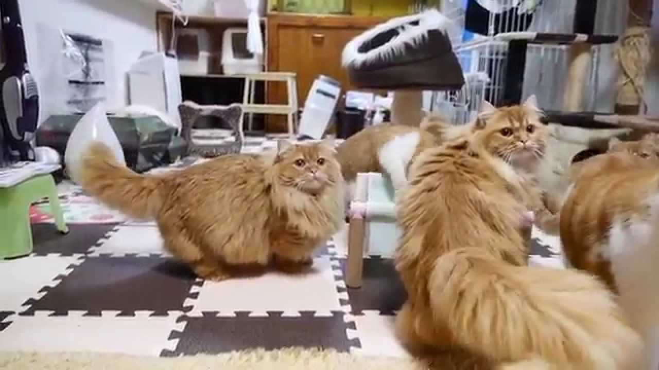 【マンチカンズ】猫たちの豆まき騒動 ~ bean-scattering with cats ~ - YouTube