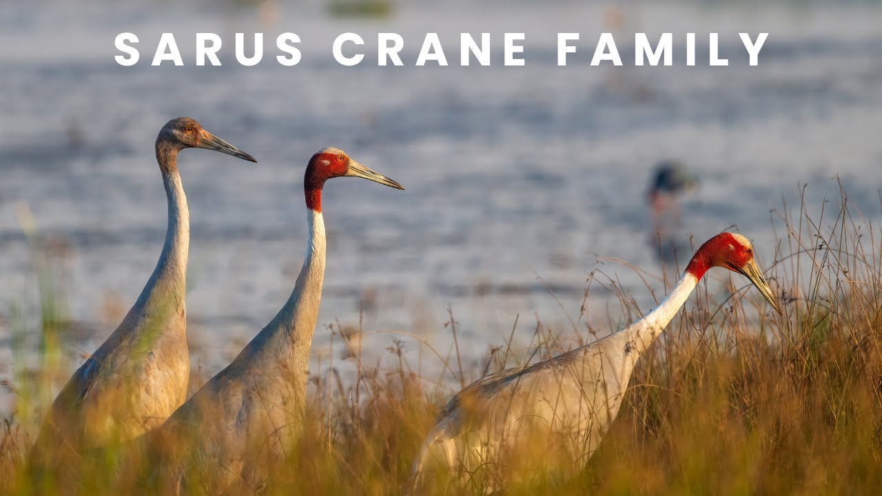 Sarus Crane | Sarus Crane Family | Sarus display | Sarus flying # ...