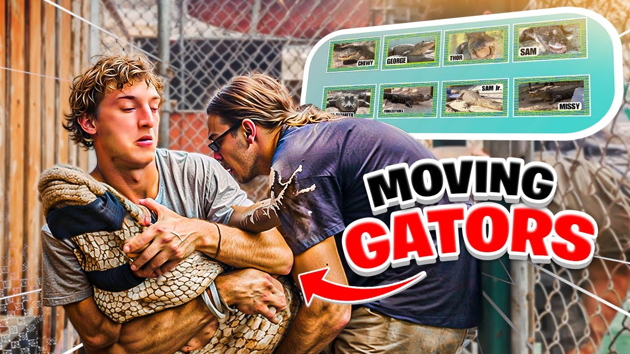 Moving 10 Alligators In A Single Day – The Ultimate Rescue Mission ...