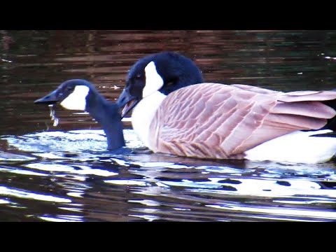 Canada Geese Mating Rough - Amazing Animal Mating Ritual - YouTube