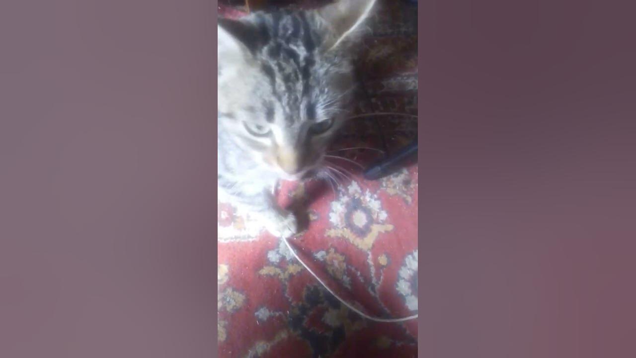 кормлю кота Youtube