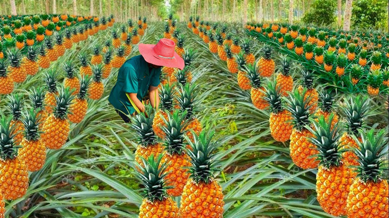 How Pineapple is Prosseced in Factory | Pineapple Farming and Harvest ...