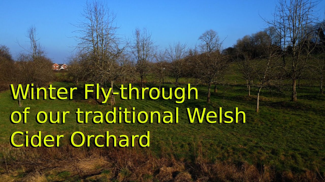 Drone fly-through of our traditional Welsh cider orchard during the ...