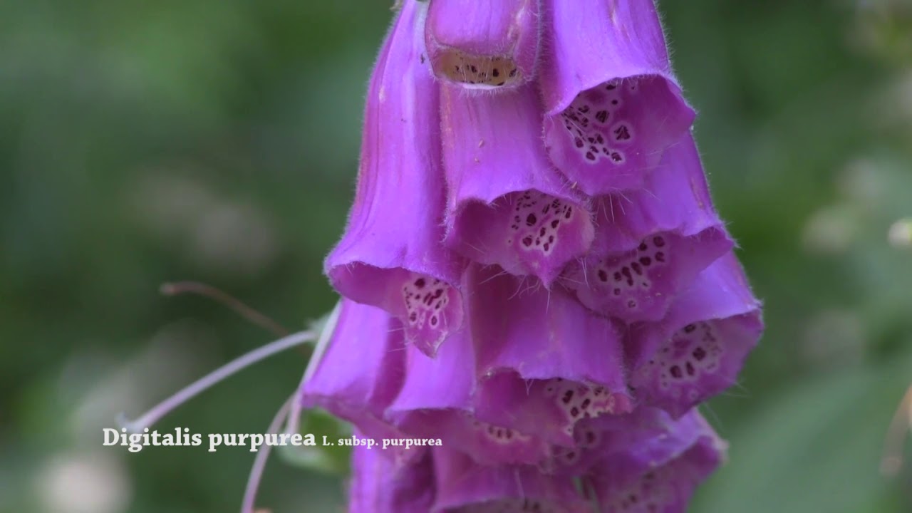 Woodland flowers: Digitalis purpurea (foxglove, common foxglove, purple ...