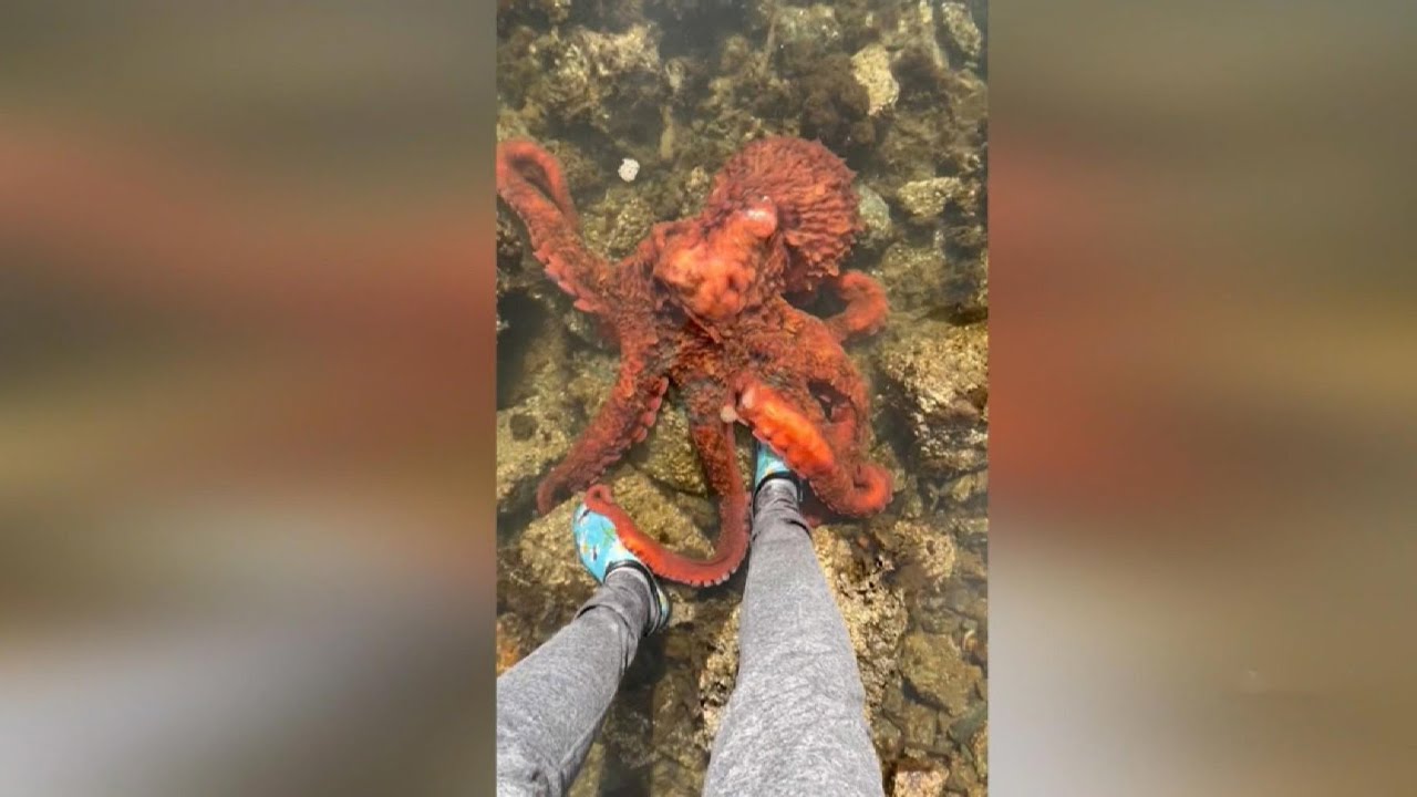 This B.C. woman has an unlikely friendship with octopus - YouTube