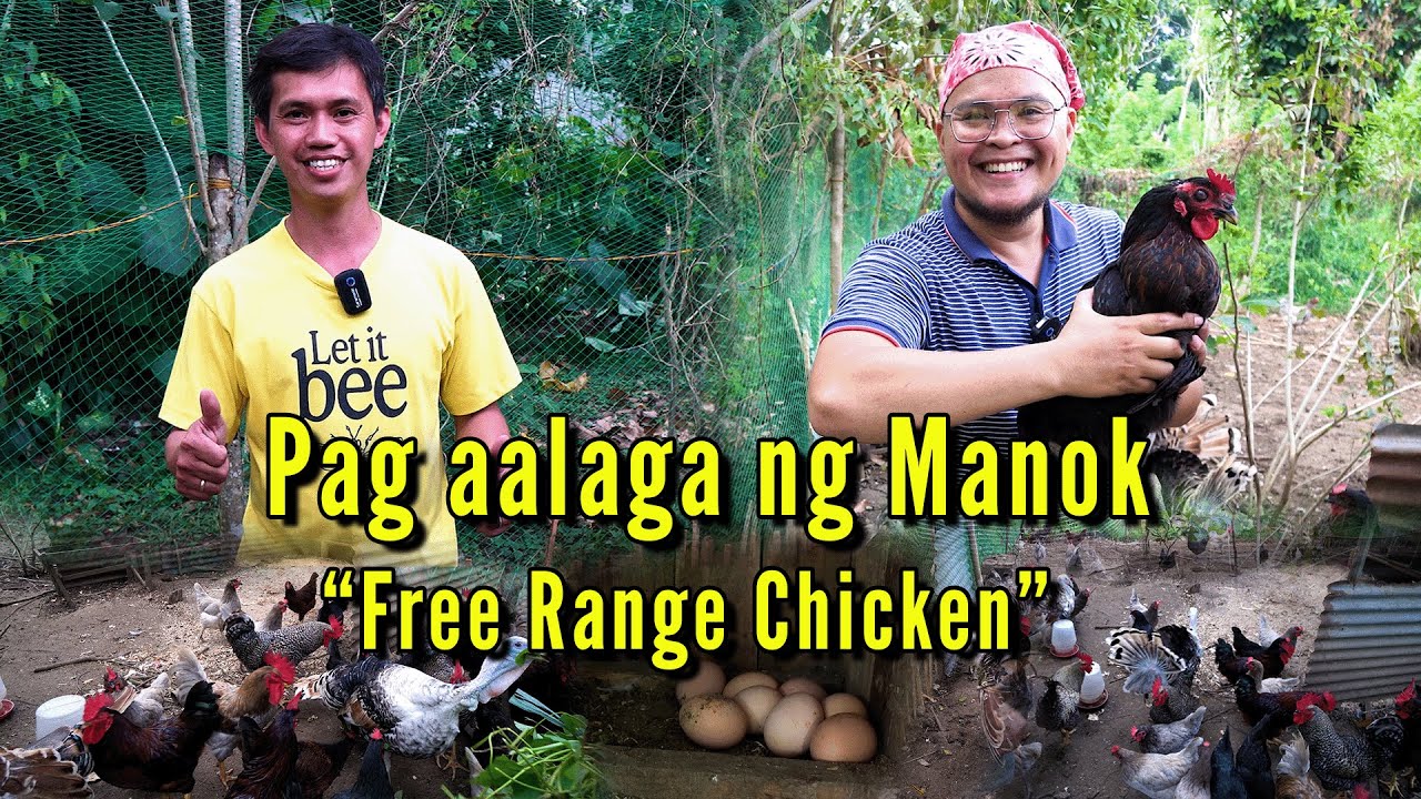 Pag alaga ng manok "Free Range Chicken" - YouTube