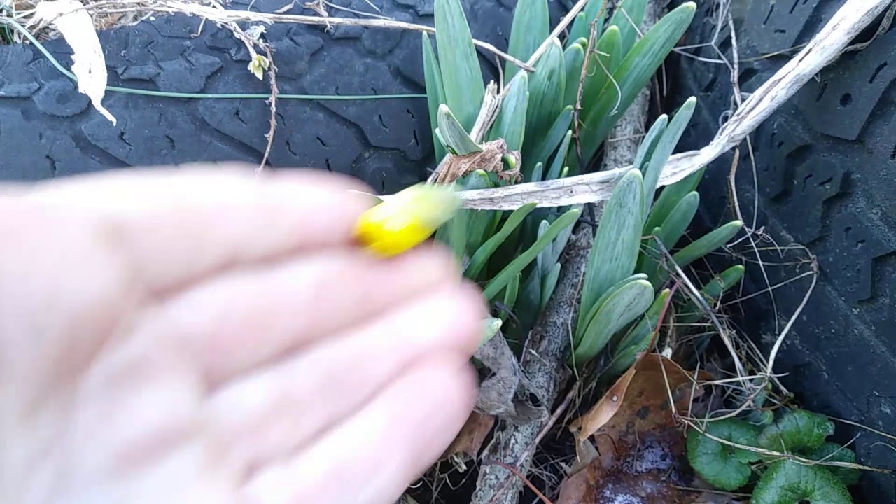 March 1st but it's not spring yet - YouTube