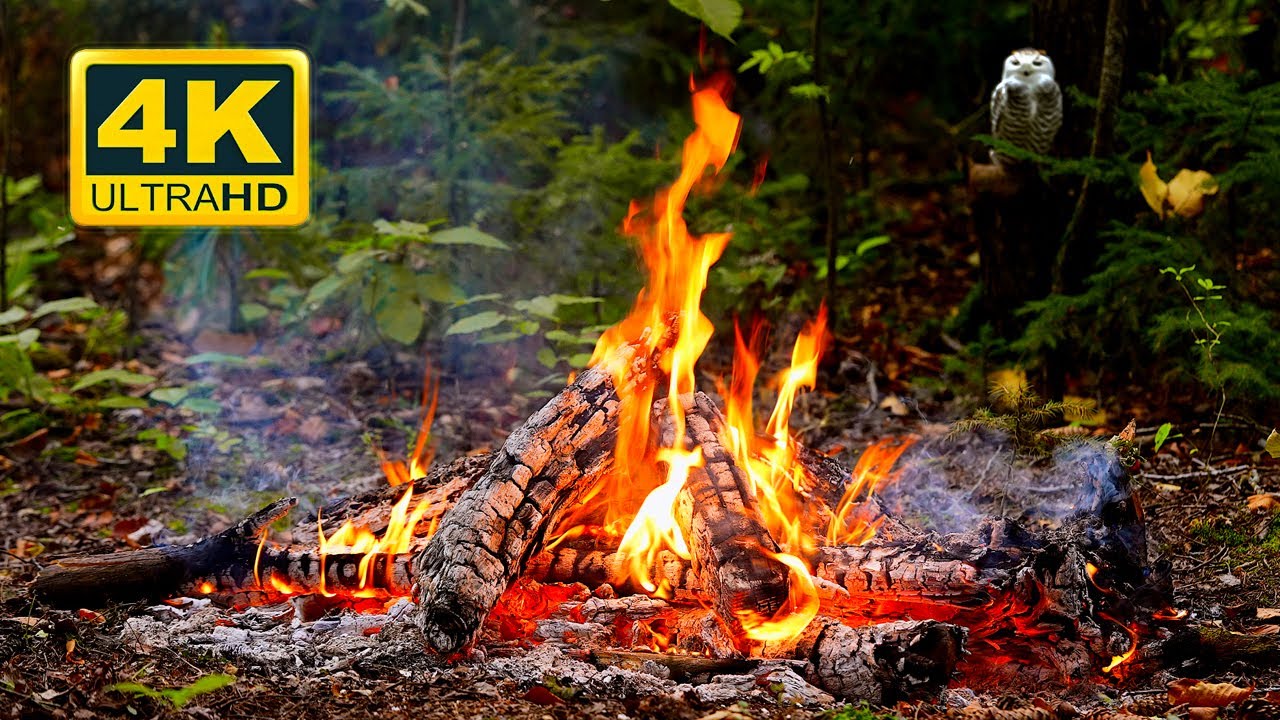 🔥 CAMPFIRE 4K ULTRA HD. Beautiful Autumn Forest and Burning Campfire ...