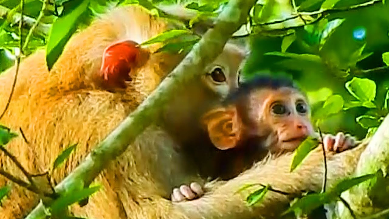 ROSE MONKEY REALLY LOVES BB BRADY, SHE MISS BRADY BB. - YouTube