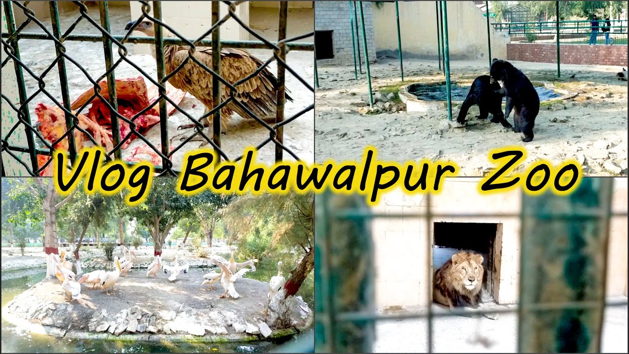 Bahawalpur Zoo | Bahawalpur Chidiya Ghar Vlogs #zoo - YouTube