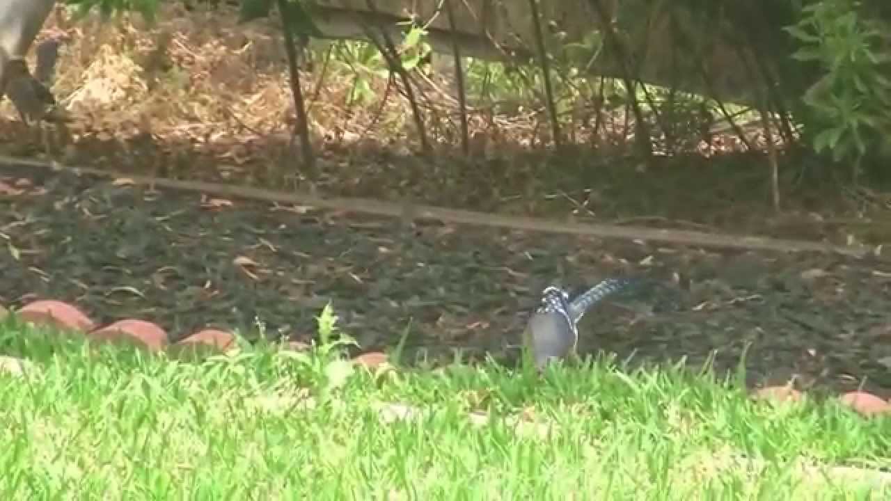 A mocking bird and his blue jay husband - YouTube