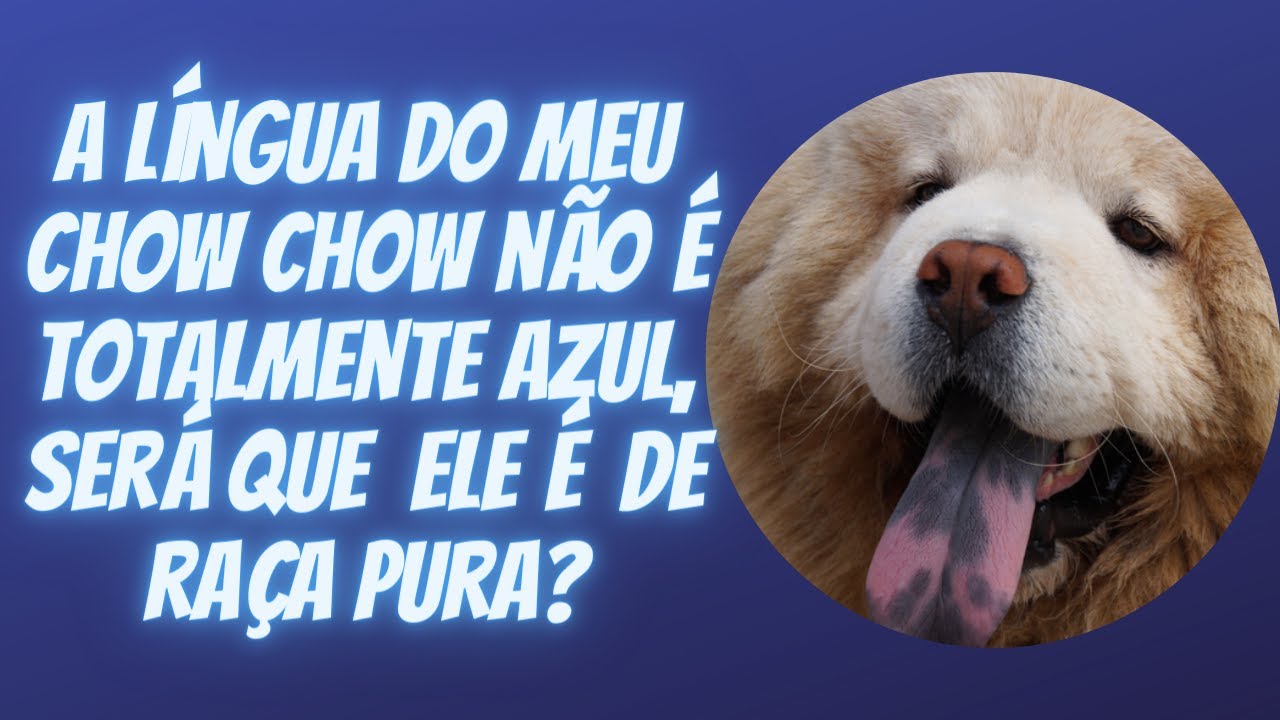 Tudo que você precisa saber sobre a língua azul do chow chow. - YouTube