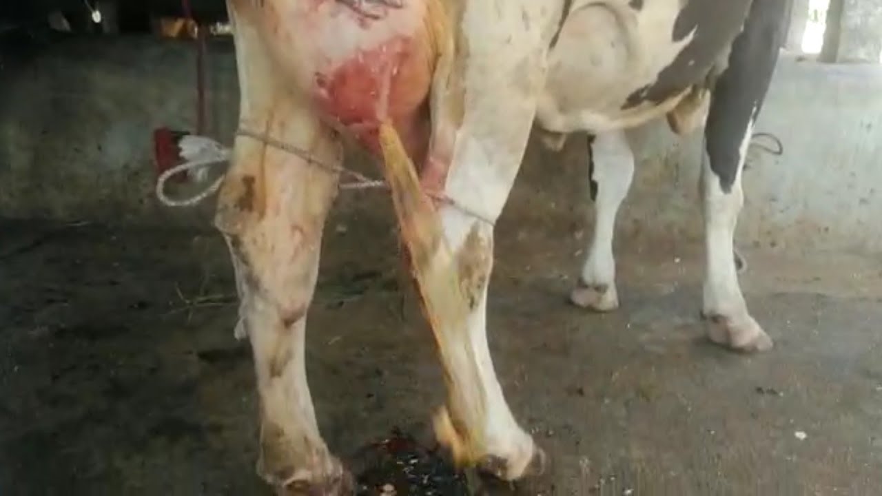 "basket ball size abscess in udder /8 liter big mammary abscess" of cow ...