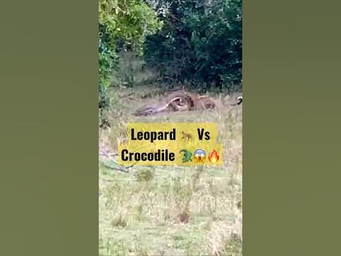 Leopard vs python | Epic🔥😱#shorts #short #viral 📉⚡️📈 - YouTube