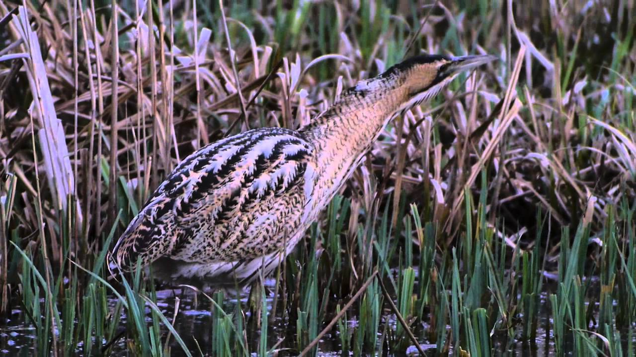 Bittern RSPB Minsmere 2 - YouTube