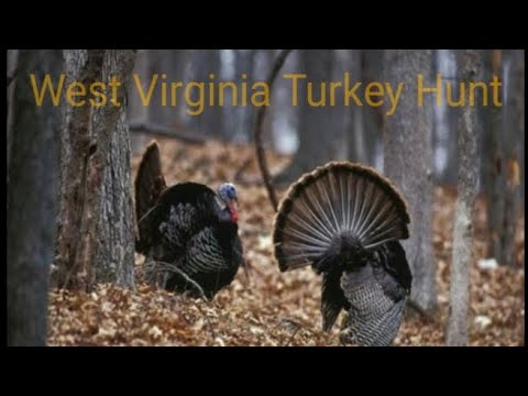 West Virginia Public Turkey Hunt (tough birds) - YouTube