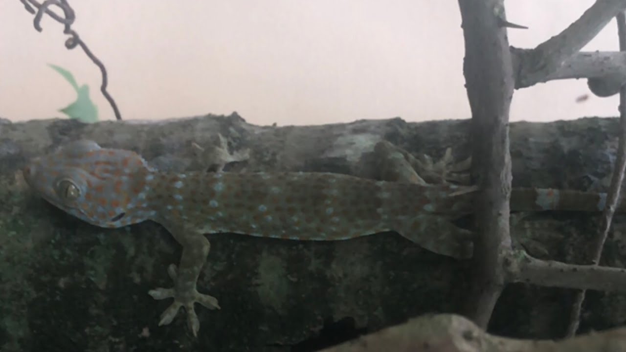 GECKO in the our garden | TUKO | #gecko #garden - YouTube