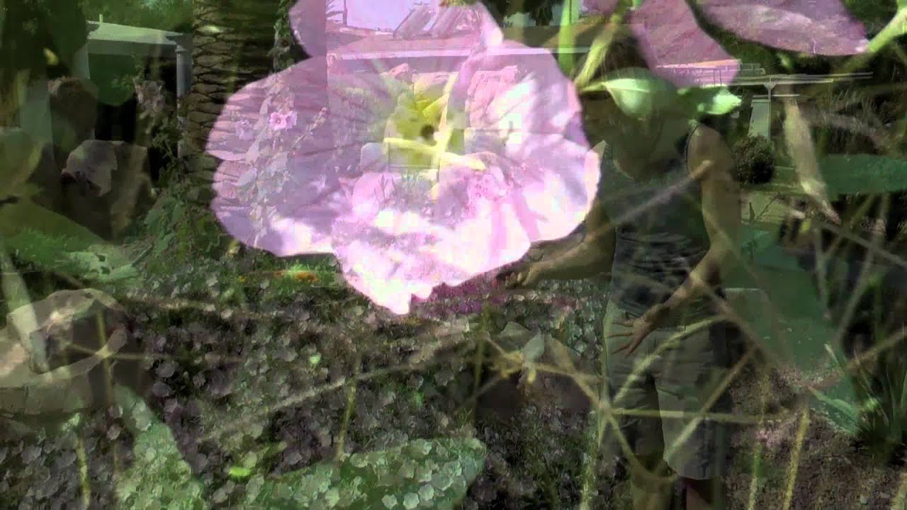 Edible Flowers Primrose Hollyhock Free Food and Medicine - YouTube