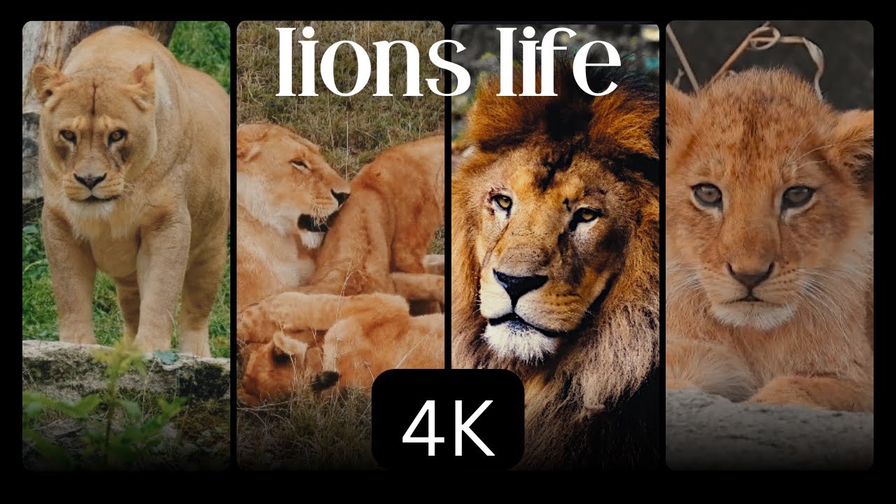lions life 4k - YouTube