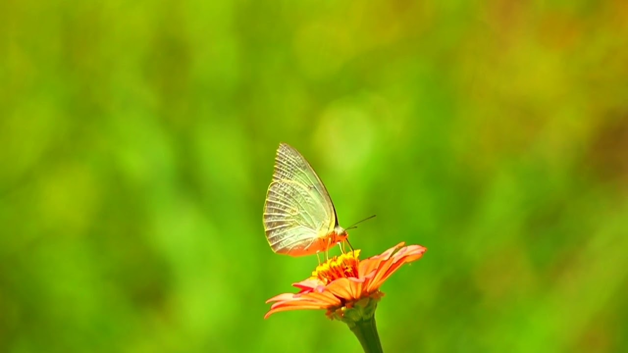 Butterflies Flying in Slow Motion HD - Houston Butterfly Museum - YouTube