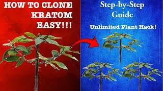How to Clone Kratom Easy!