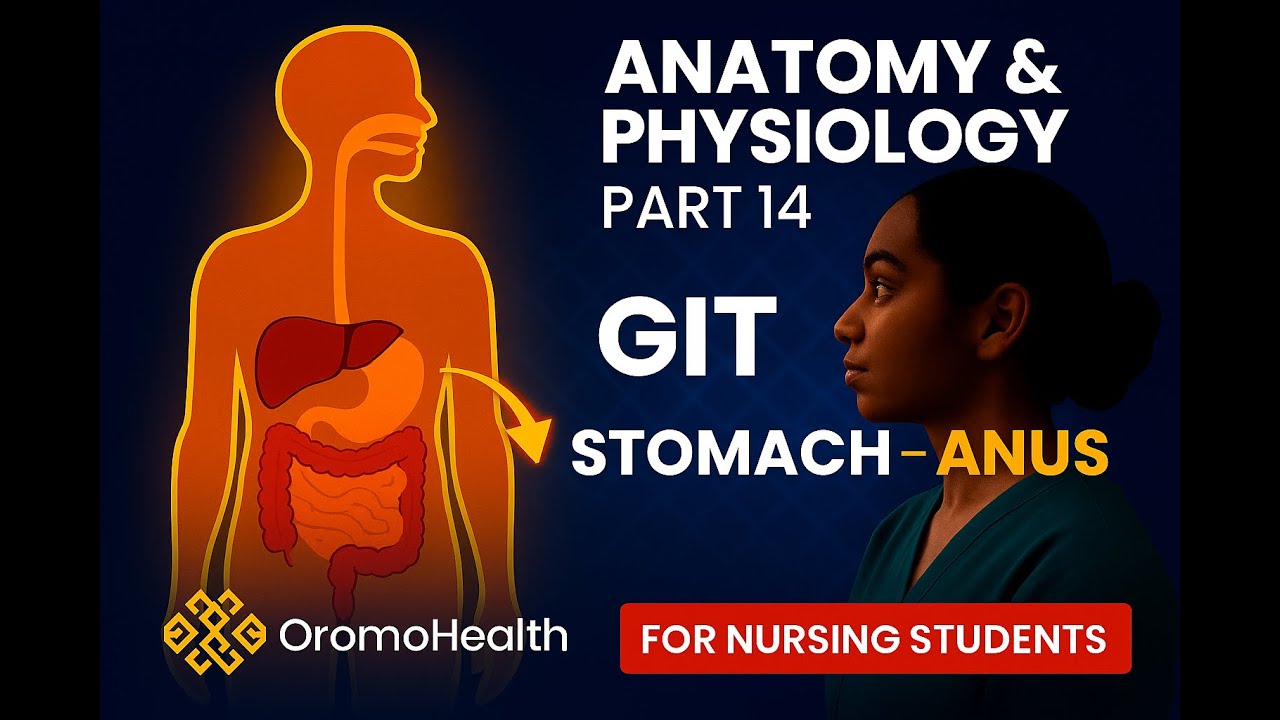 Digestive System: Stomach to end | Anatomy & Physiology Part 14 ...