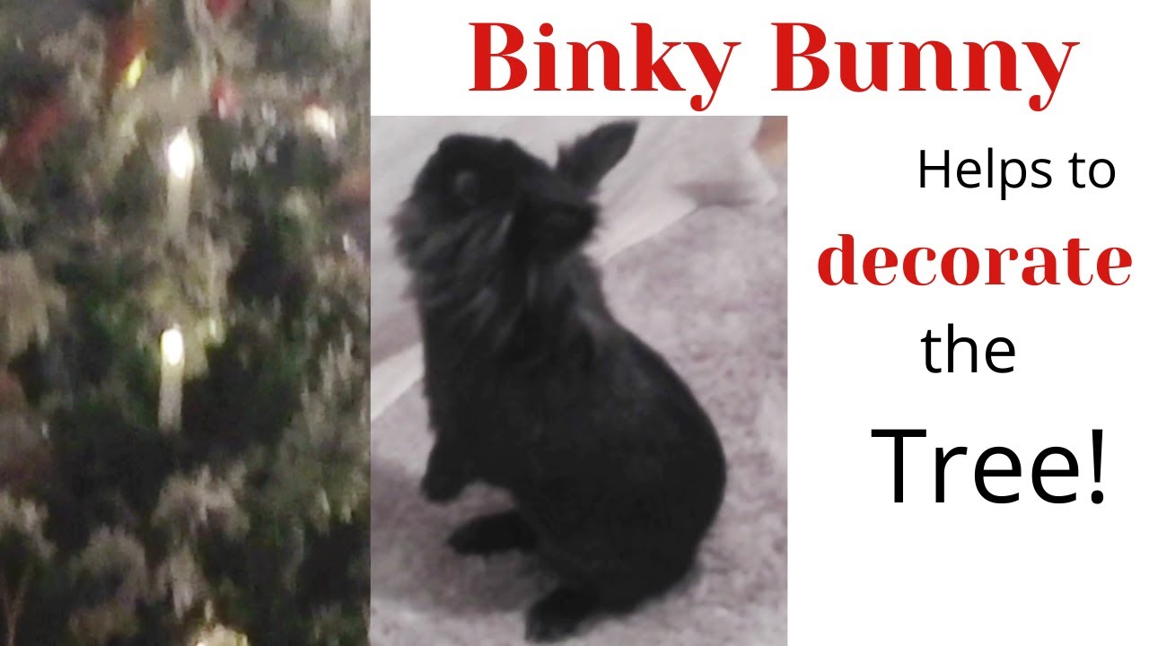 bunny Binky helps put the Christmas tree up! with cat and dog - YouTube