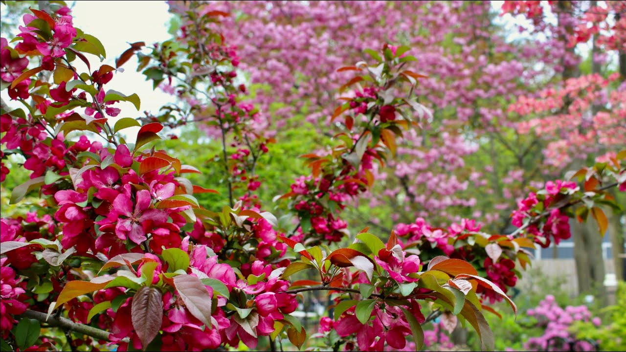 The Seasons 2022 - Ch. 2 - Early Spring - New England Garden Tour - YouTube