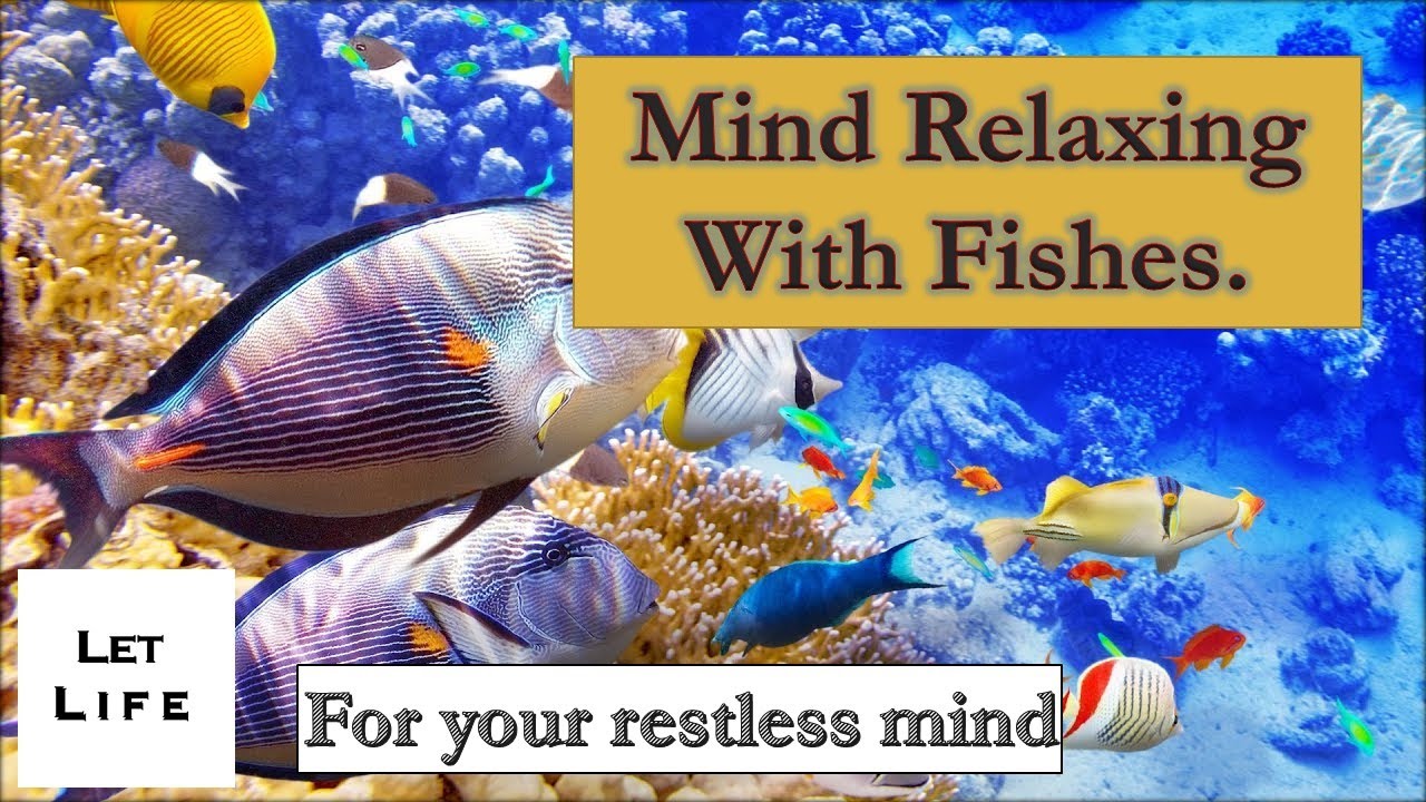 Mind Relaxing with Fishes. - YouTube