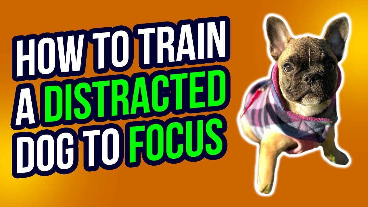 HOW TO TRAIN A DISTRACTED DOG TO FOCUS - YouTube