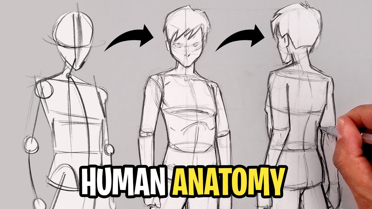 How To Draw HUMAN BODY The Basics Sketch Tutorial YouTube How To Draw HUMAN BODY The Basics Sketch Tutorial YouTube