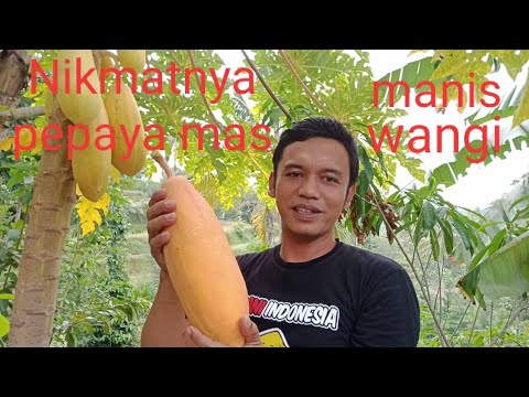 PEPAYA MAS MANTAP RASANYA - YouTube