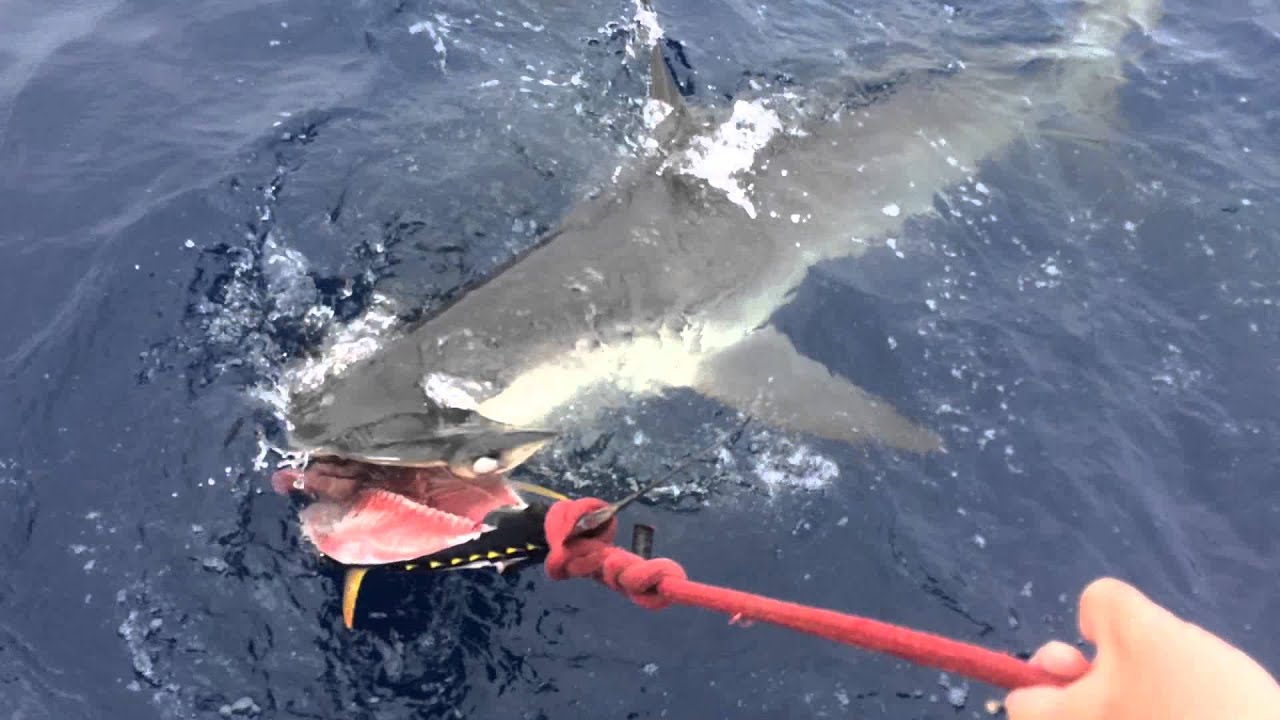 "Hammer time!!" Hammerhead feeding 8/9/15 offshore charter with Brandon ...