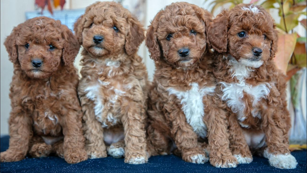 Gorgeous Cavapoo Puppies Available in Pennsylvania! - YouTube