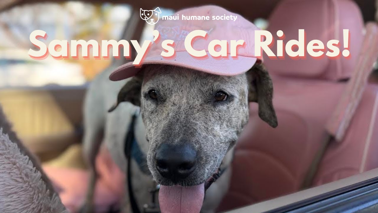 Sammy learns about car rides! - YouTube