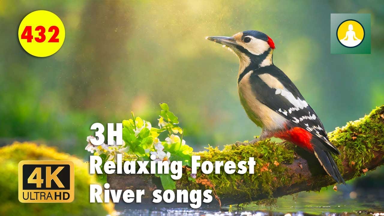 4K ASMR Nature Sounds: Relaxing Forest Streams and Melodious Birdsong ...