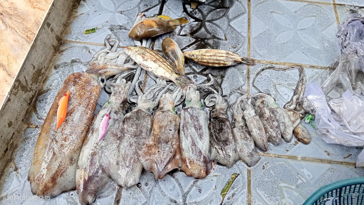 Mancing Cumi Karang - YouTube