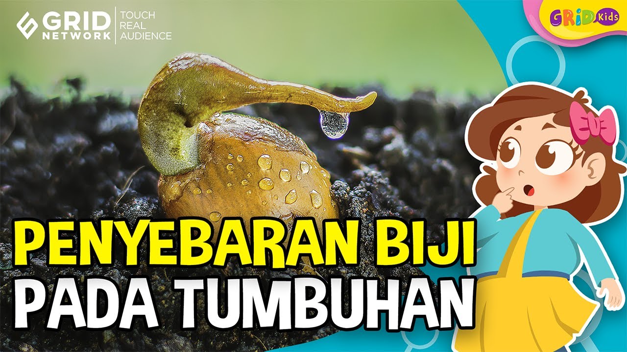 Penyebaran Biji Pada Tumbuhan, Jenis, Cara-Cara, dan Contohnya - YouTube