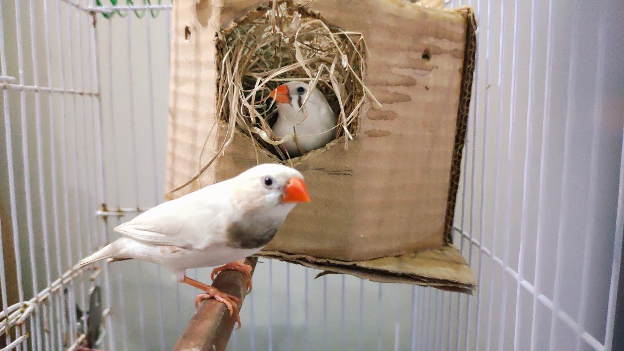 Finches nesting | Finches making their nest | Busy all the day | nature ...