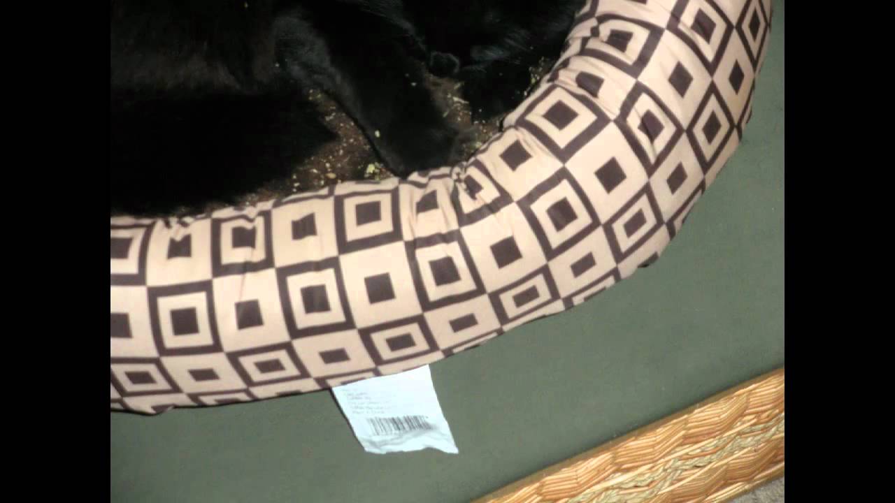 Cleo the Cat - YouTube