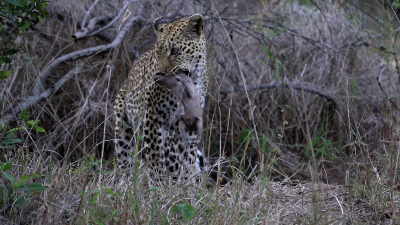Leopard Eating Pig