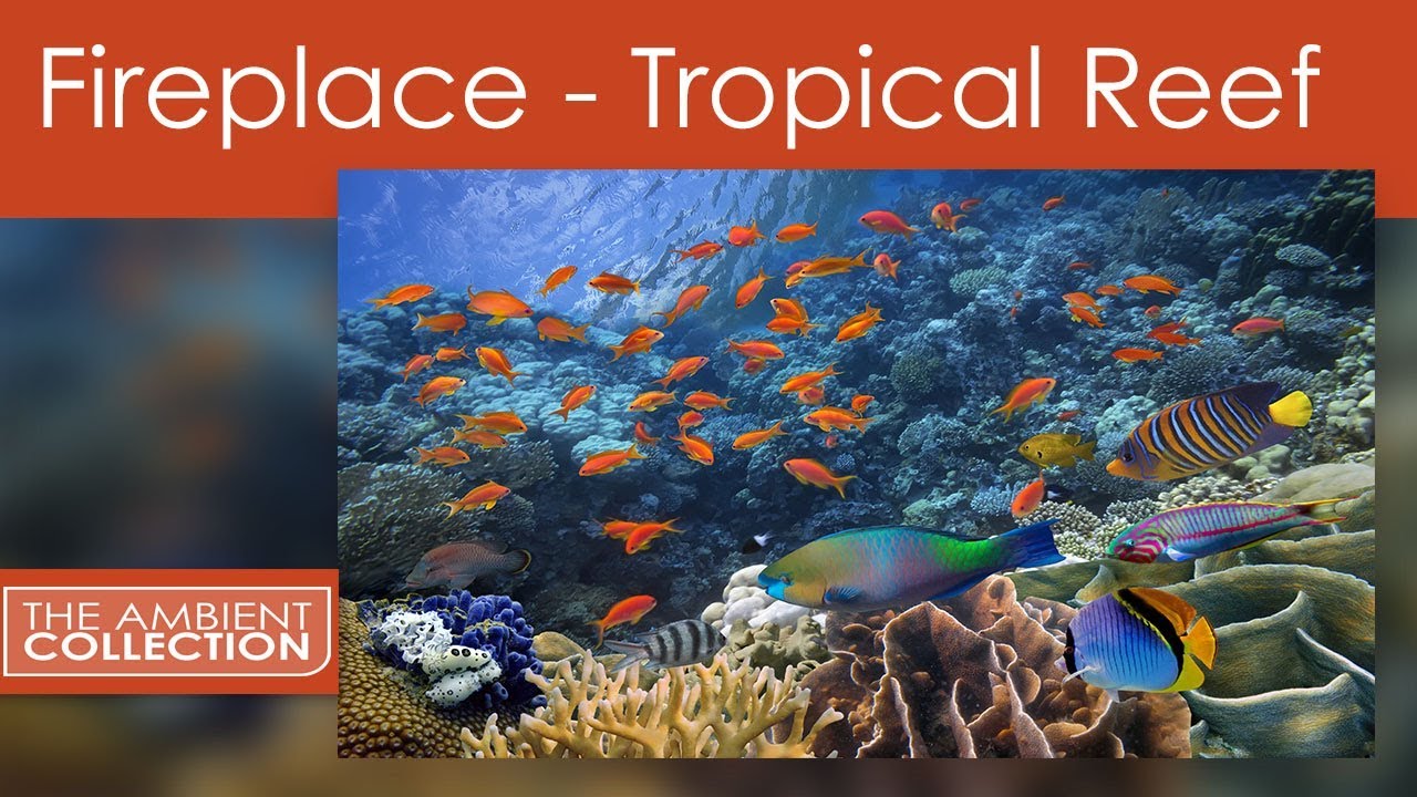 FIREPLACE - TROPICAL REEF Aquarium HD or 4K Video Clips 2016 - YouTube