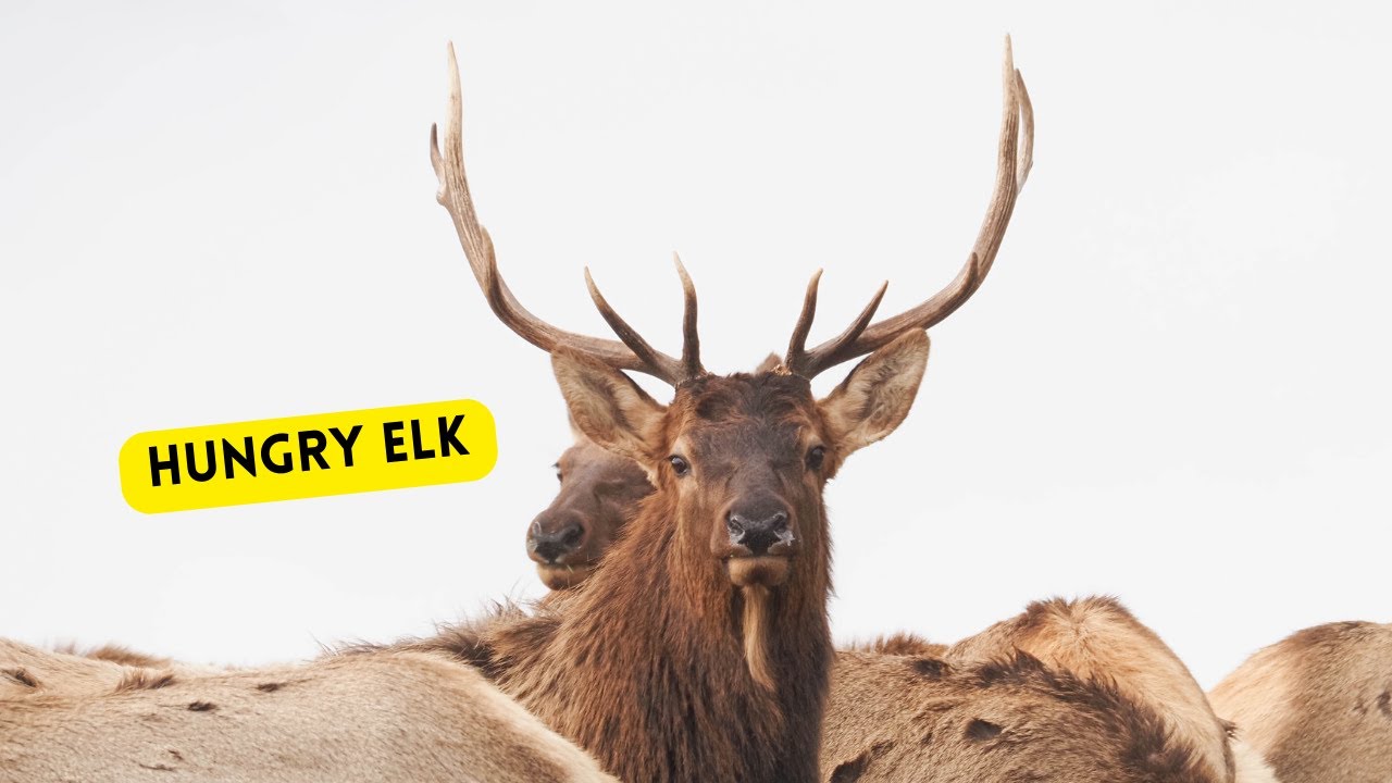 Tagging Along To Feed Huge Elk Herds in the Blue Mountains of Oregon ...