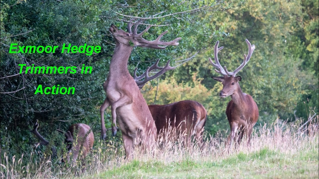 Exmoor Red deer Stags trim hedge on hind legs - YouTube