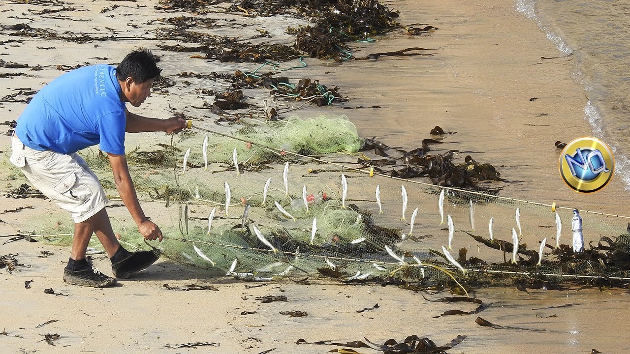 Pesca con Red Atrapando una Inmensa Cantidad de peces Cola Amarilla ...
